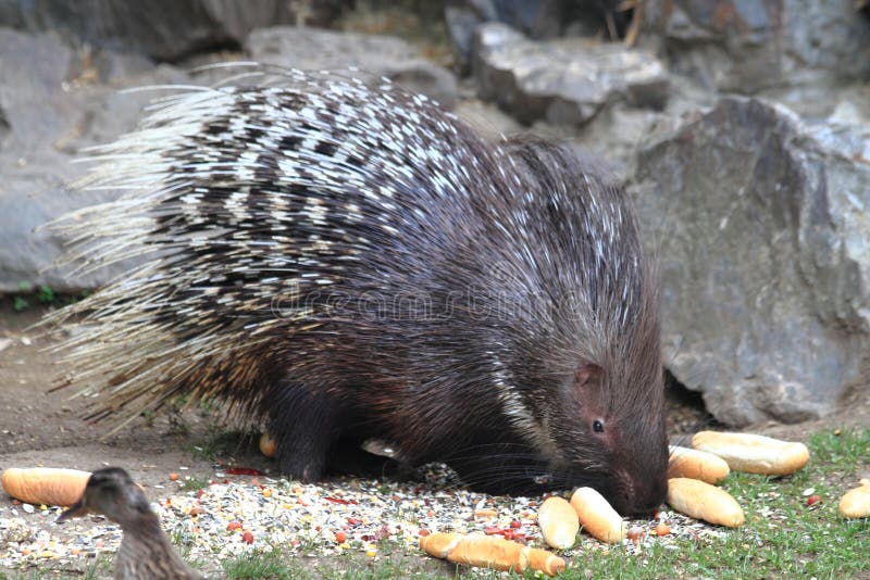 Animale dell'istrice immagine stock. Immagine di pericoloso - 44398481
