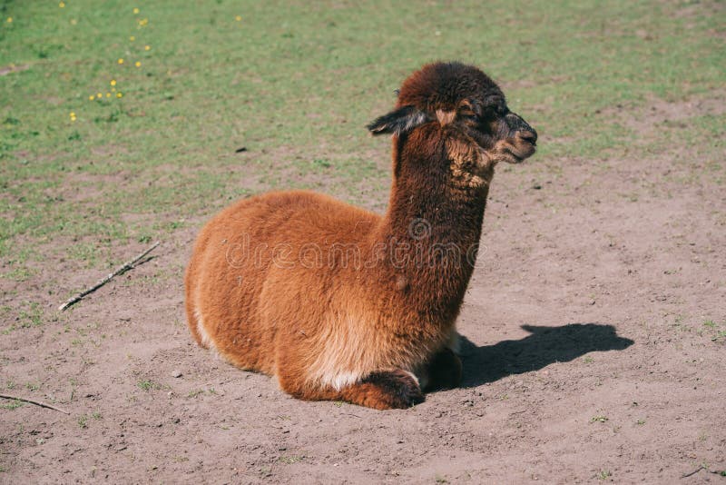 La Lama Animale, Usata Per Porta I Pacchetti Pesanti Che Riposano Nella ...