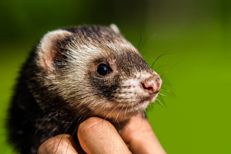 Furetto domestico fotografia stock. Immagine di piccolo - 43892094