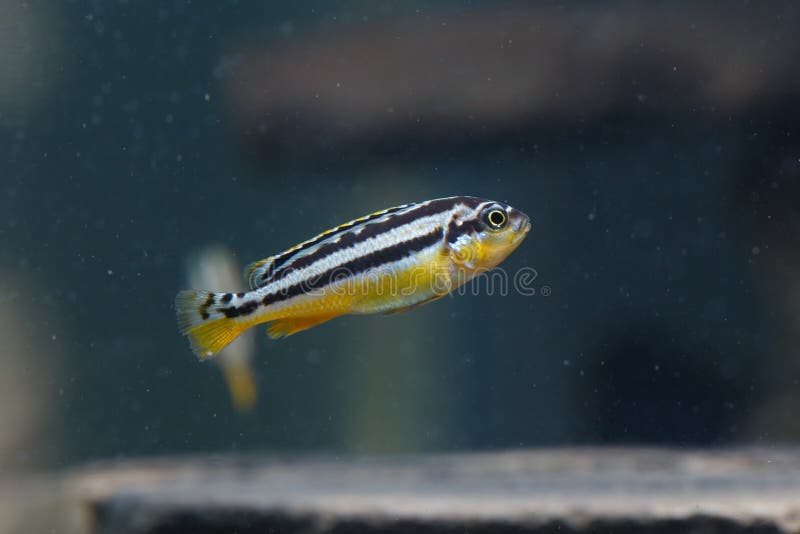 Pesce zebra domestico fotografia stock. Immagine di pesci - 74954814