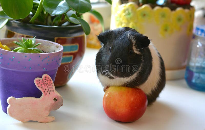 Animale Domestico Della Cavia Fotografia Stock - Immagine di bianco ...