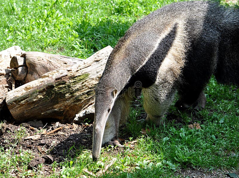 Animale - formichiere fotografia stock. Immagine di particolare - 75096986