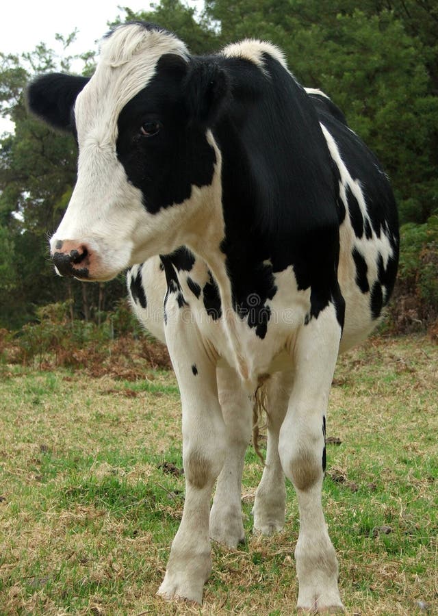 Animale - mucca fotografia stock. Immagine di mucca, docile - 186962