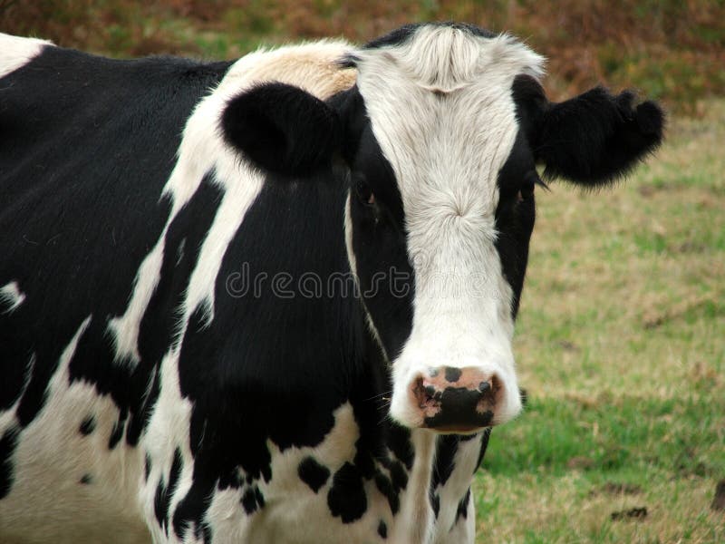 Animale - mucca fotografia stock. Immagine di mucca, docile - 186962