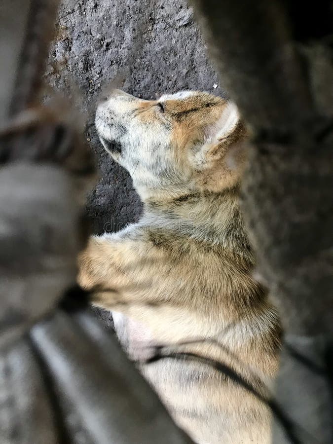 Animales foto de archivo. Imagen de foco, animal, arte - 156686678