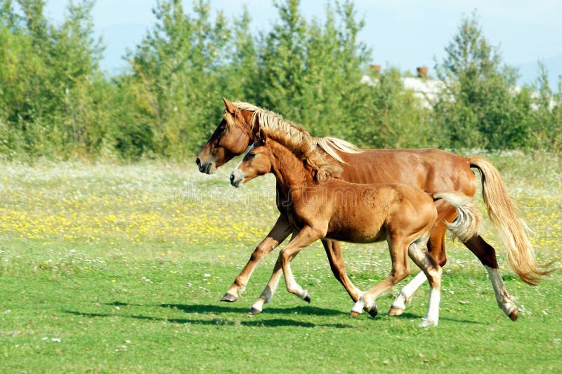 Animales 027 foto de archivo. Imagen de leche, cubo, hierba - 4537676
