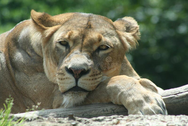 Animales africanos imagen de archivo. Imagen de tanzania - 882563