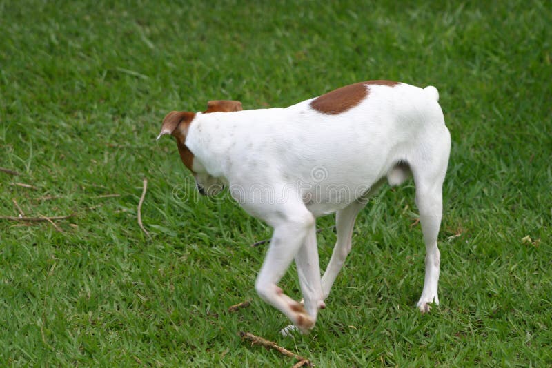 Animales Brasil - Fox Paulistinha Foto de archivo - Imagen de zorro ...