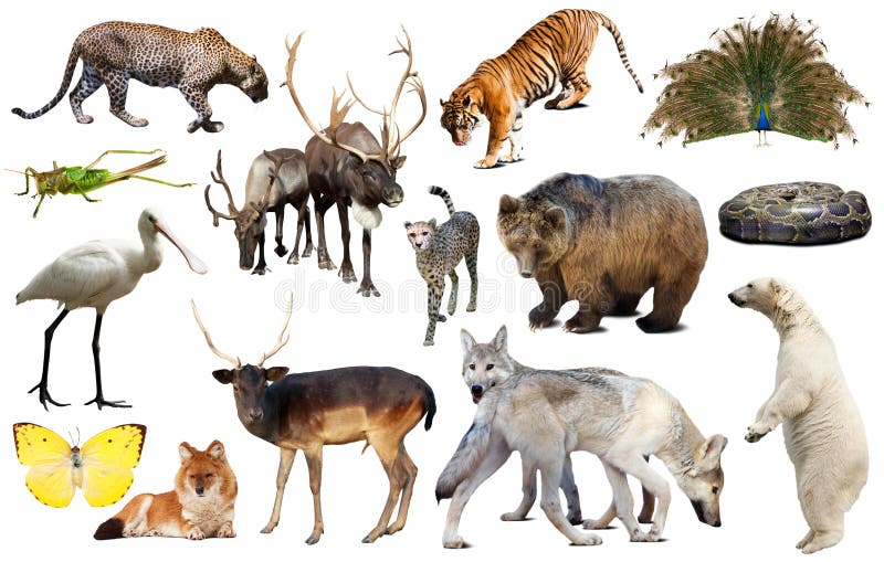 Animales de Asia aislados foto de archivo. Imagen de vuelo - 92848200