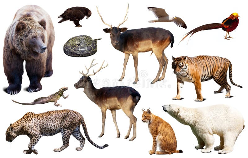 Animales de Asia aislados foto de archivo. Imagen de surtido - 89419044