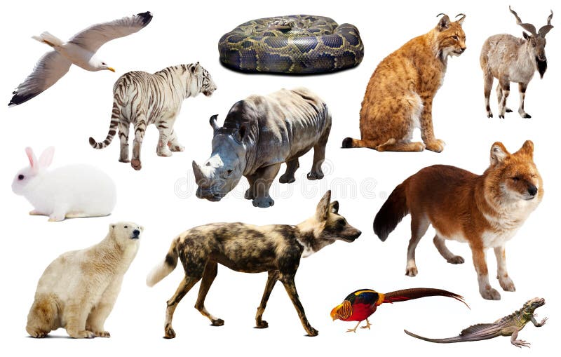 Animales de Asia aislados foto de archivo. Imagen de vuelo - 92848200