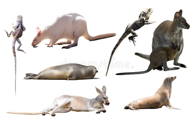 Animales De Australia Aislados Imagen de archivo - Imagen de australia ...