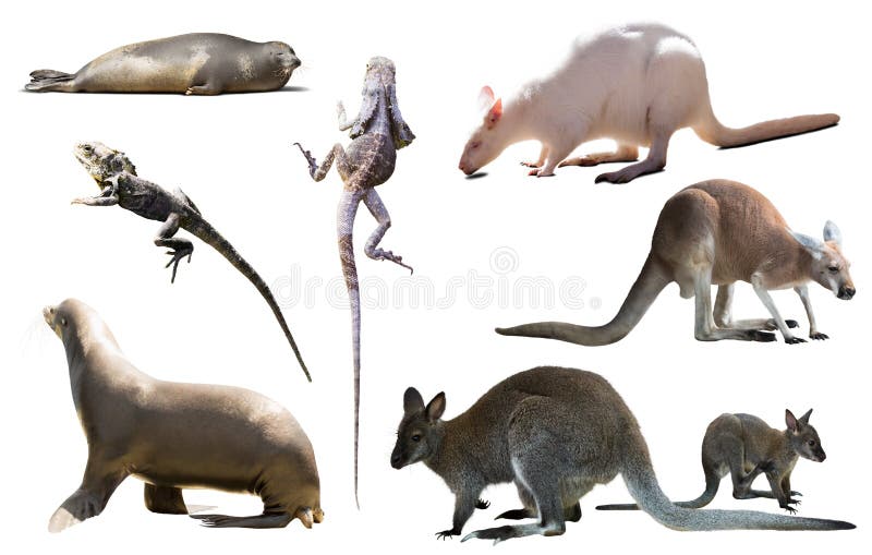 Animales De Australia Aislados Imagen de archivo - Imagen de anfibios ...