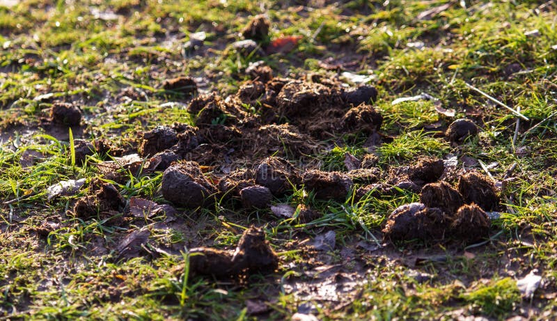 Animales De Caca Sobre La Hierba En El Parque Foto de archivo - Imagen ...