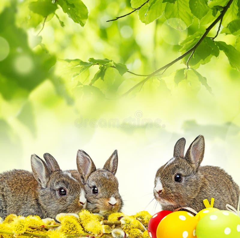 Animales de la primavera foto de archivo. Imagen de despierto - 30317666