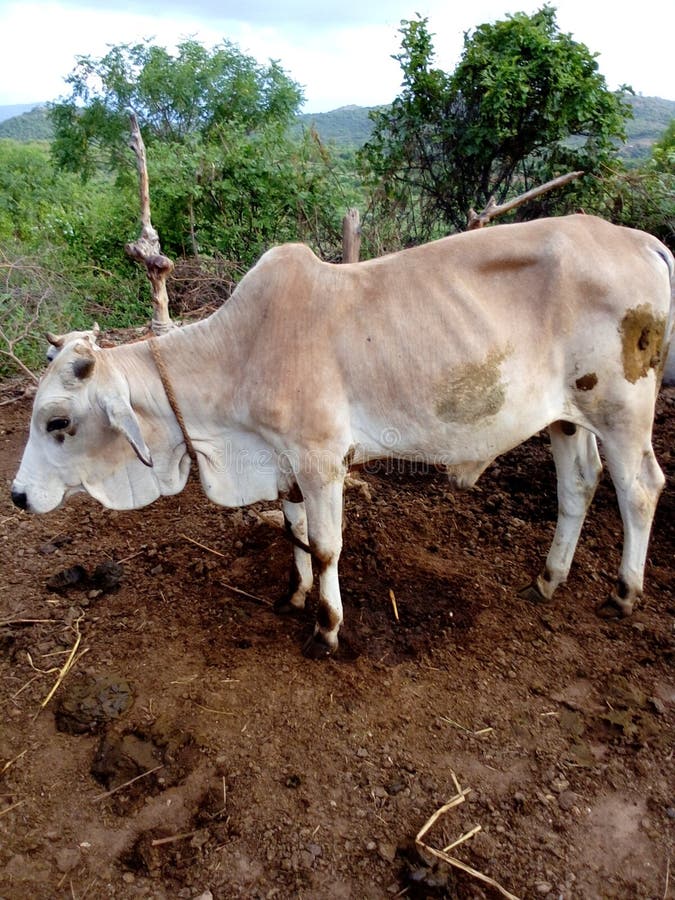 Animales De Pastoreo En Un Pasto Imagen de archivo - Imagen de granja ...
