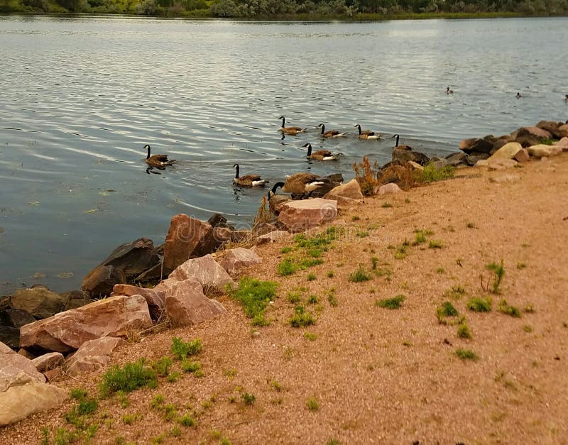 Animales del lago foto de archivo. Imagen de familia - 75267780