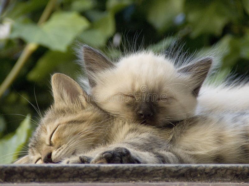 702,450 Mascotas Otoño Fotos de stock - Fotos libres de regalías de ...