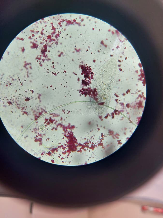 Animales en el microscopio foto de archivo. Imagen de pétalo - 264681512