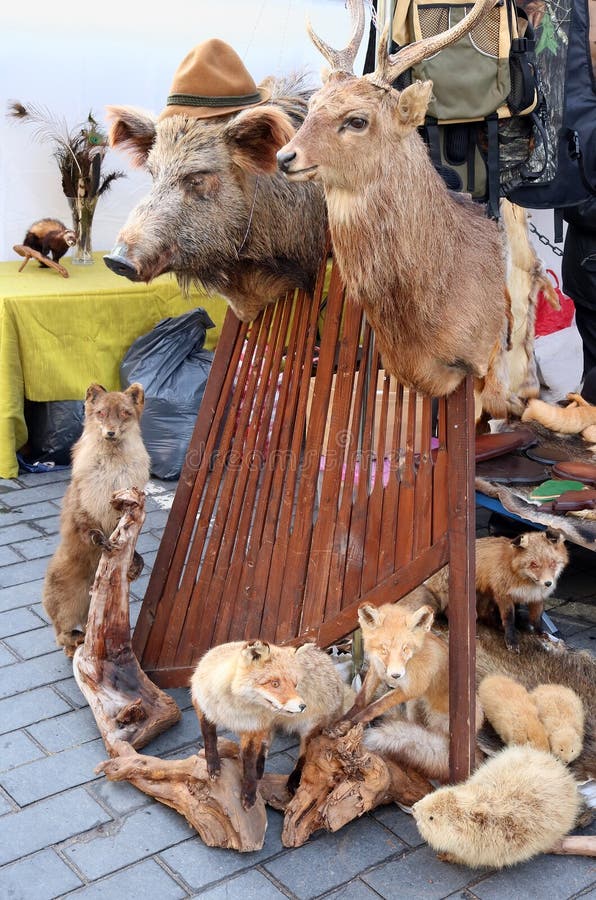 Animales Europeos Salvajes Rellenos Del Bosque Foto de archivo - Imagen ...