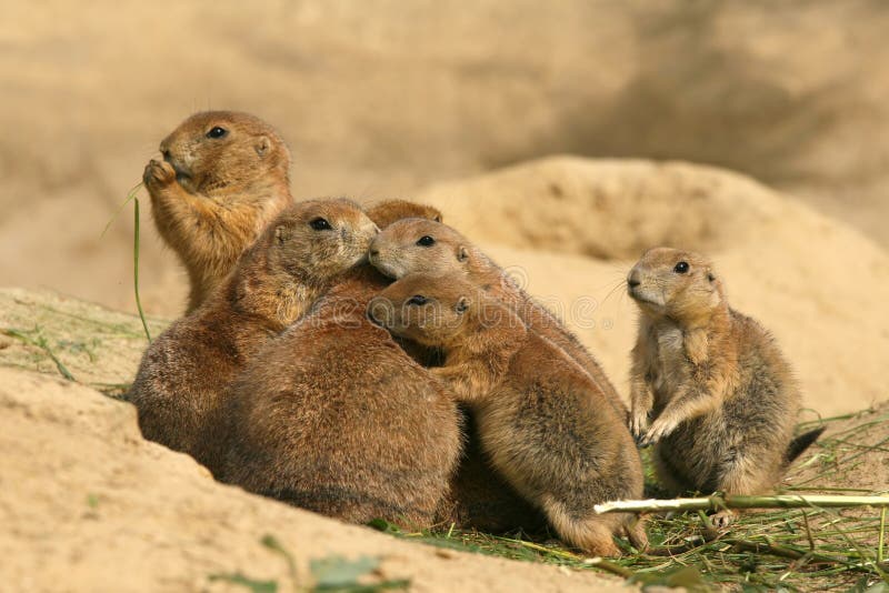 Animales: Familia De Perros De Pradera Foto de archivo - Imagen de piel ...