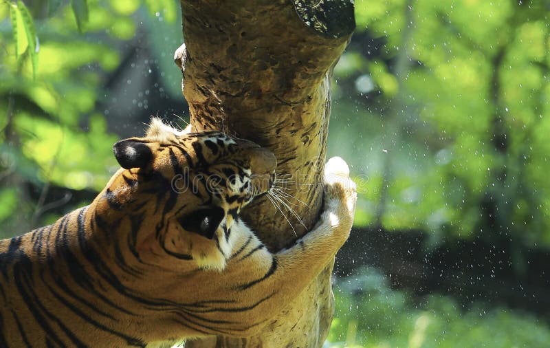 Animales/fauna imagen de archivo. Imagen de fondo, wallpaper - 123831783