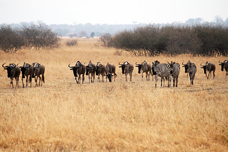Animales que caminan imagen de archivo. Imagen de hora - 104000401