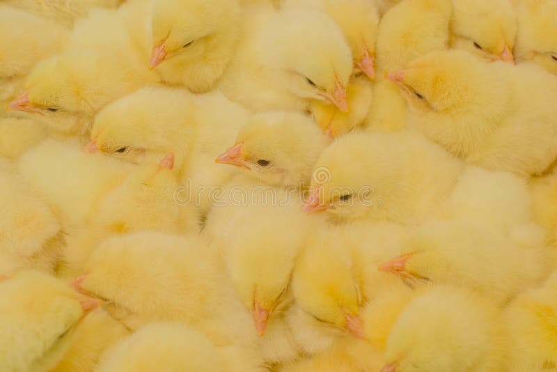 Animali Da Allevamento - Pollame - Polli Da Arrosto Immagine Stock ...