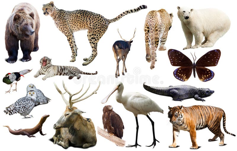 Animali dell'Asia isolati fotografia stock. Immagine di fenicottero ...