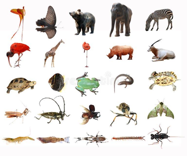 50,704 Single Animals Stock Photos - Free & Royalty-Free Stock Photos ...