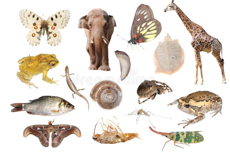 Evolution in Biology, Scheme Evolution of Animals Isolated on White ...