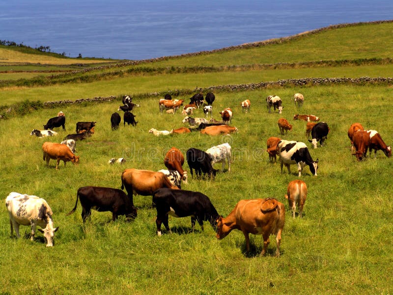 Animals stock image. Image of animal, nature, farmstead - 447677