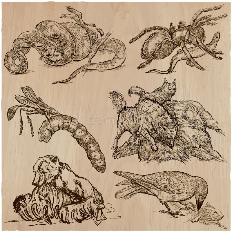 Animals in Action, Predators - an Hand Drawn Vector Illustration Stock ...