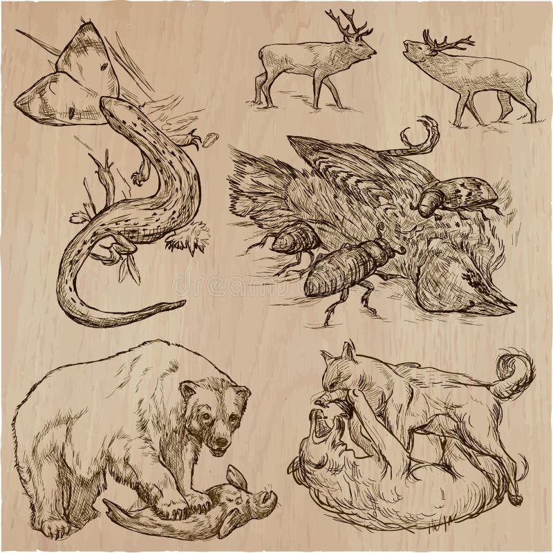 Animals in Action, Predators - an Hand Drawn Vector Illustration Stock ...