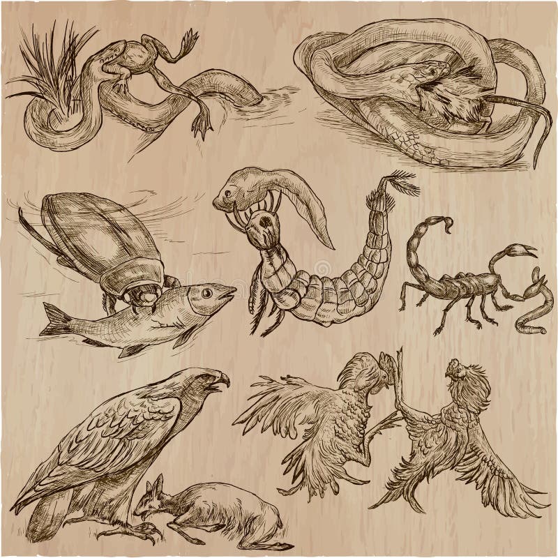 Animals in Action, Predators - an Hand Drawn Vector Illustration Stock ...