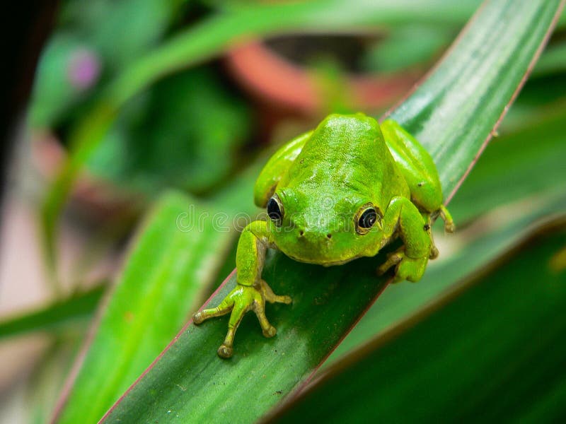 Animals. Amphibians. Hyla Sarda Stock Image - Image of mediterranean ...