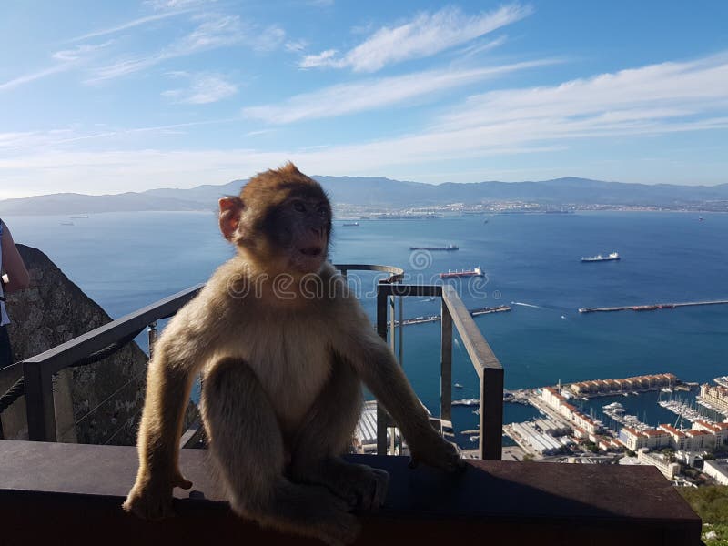 Animals stock photo. Image of beby, gibraltar, monkey - 174859632