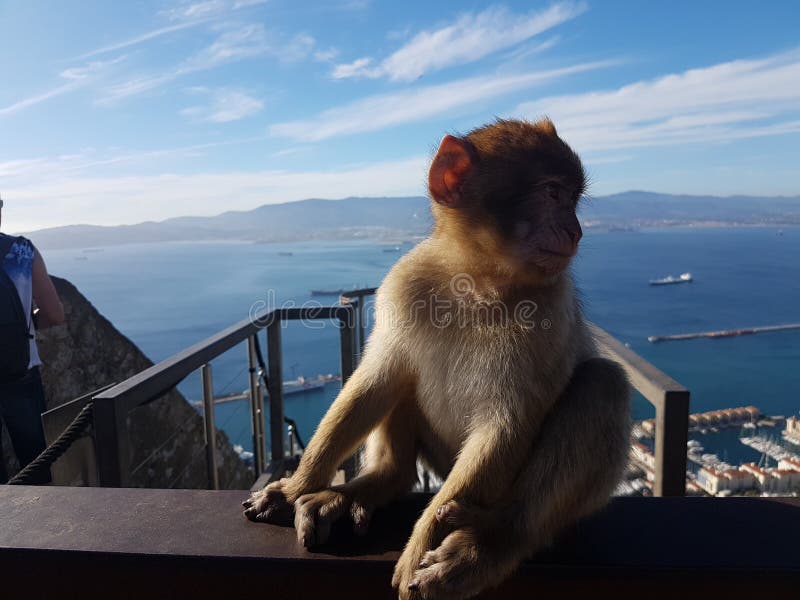 Animals stock image. Image of sunset, gibraltar, monkey - 174859687