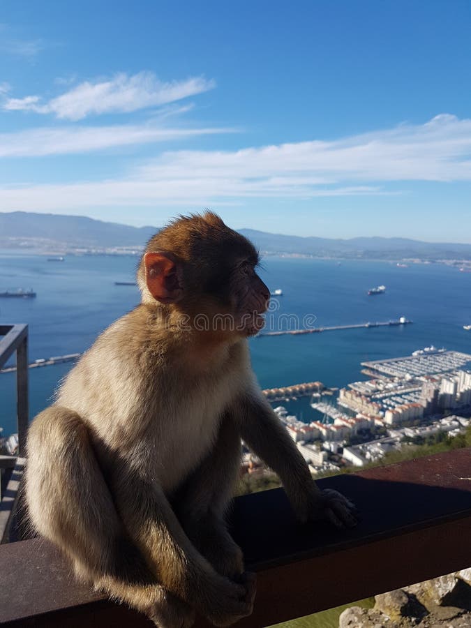 Animals stock photo. Image of sunset, beby, gibraltar - 174859754