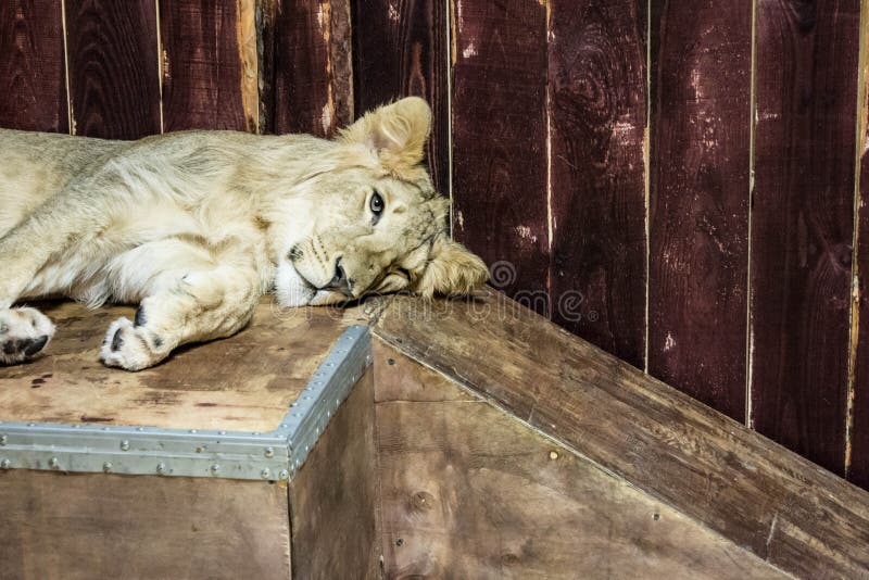 Animals stock image. Image of growth, career, sadness - 100605269
