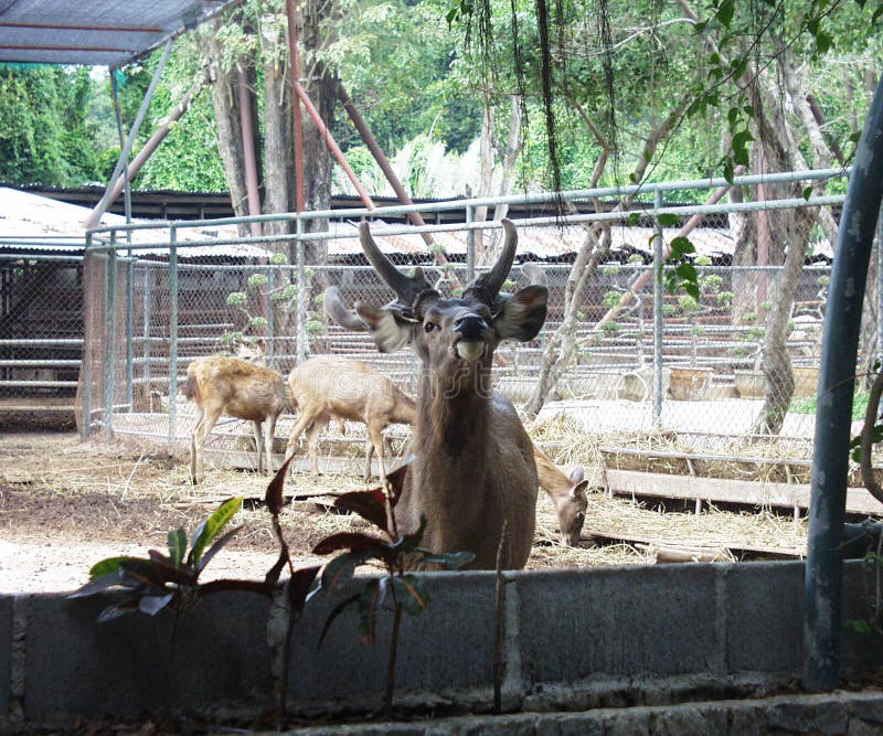 Animals in Asia. Deer at the Thai Zoo Stock Image - Image of forest ...