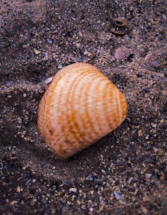 Animals on the beach stock photo. Image of organism - 251303342