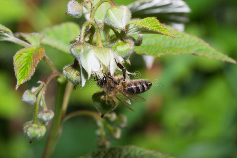 Animals bee stock photo. Image of animal, pets, concepts - 56716312