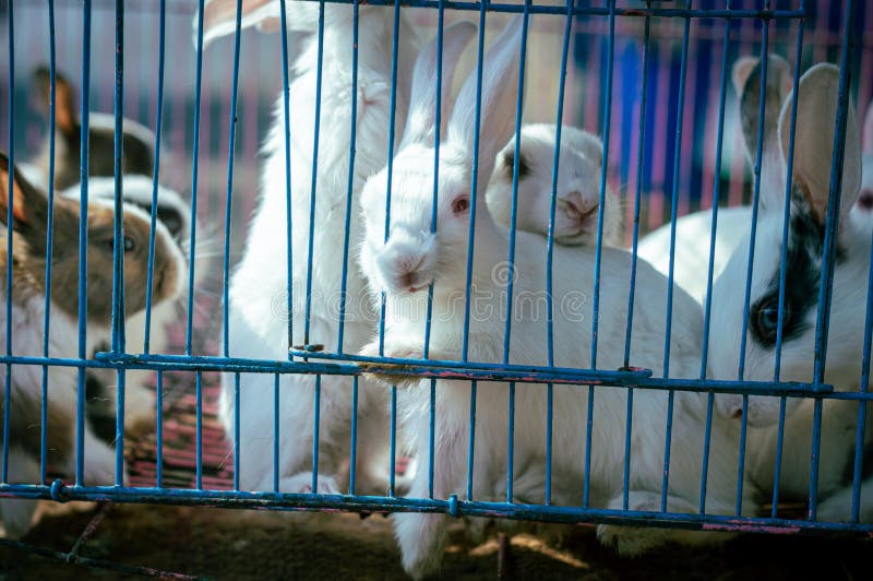 Animals on a grill stock photo. Image of ecuador, cuisine - 174041458