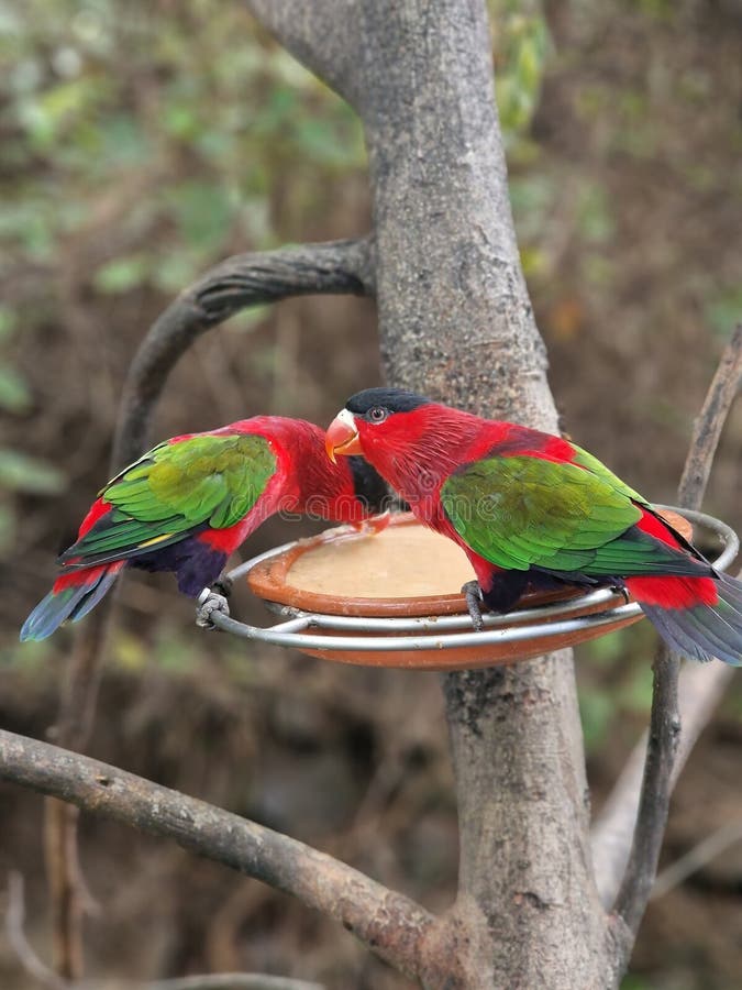 Animals Birds Beautiful Parrots Stock Photo - Image of birds, animals ...