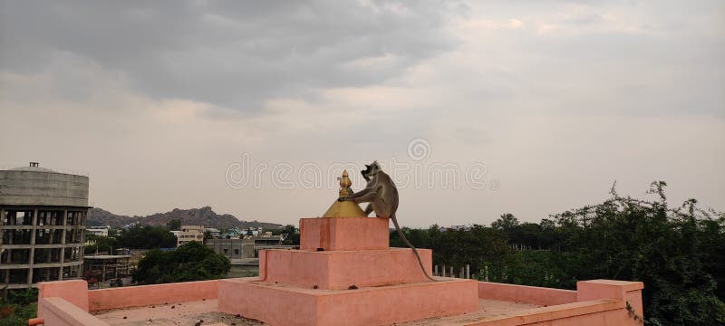 Animals Black Monkey Sitting Temple Top Stock Photo - Image of statue ...