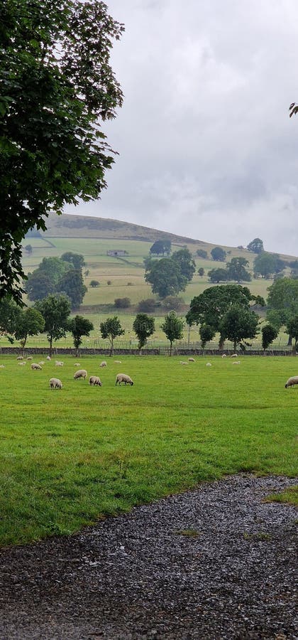 Animals Breeding on the Big Field Stock Photo - Image of natural ...