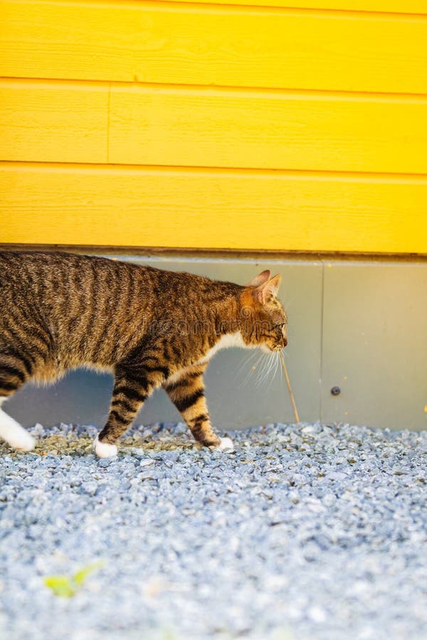 Cat Enjoying Himself Outdoor Stock Photo - Image of home, walking ...