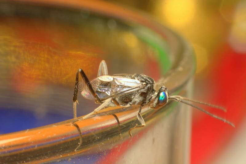 Animals stock image. Image of close, amazinginsects, grass - 57054267