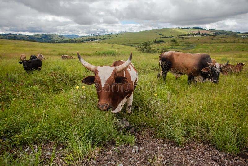 Animals Bull Cows Horns stock image. Image of beef, landscape - 29045279
